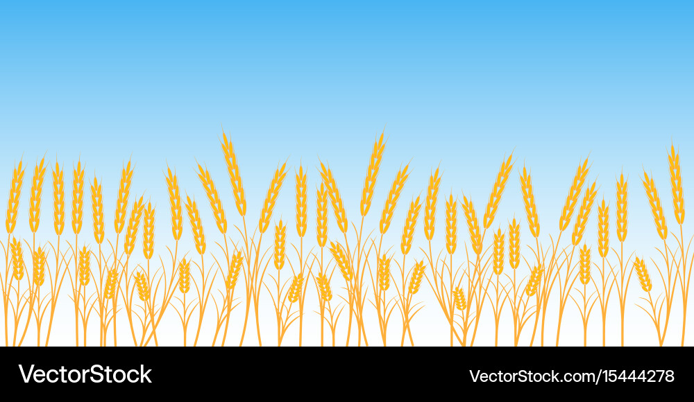 Banner wheat field on blue sky background Vector Image
