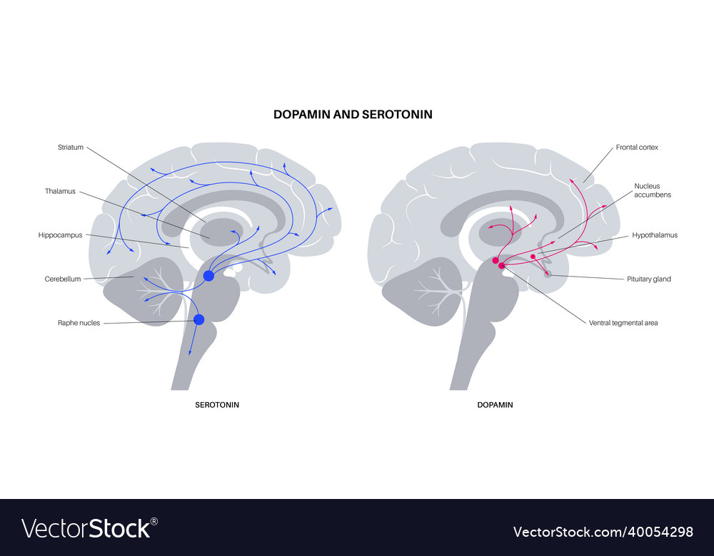 Serotonin and dopamine pathway Royalty Free Vector Image