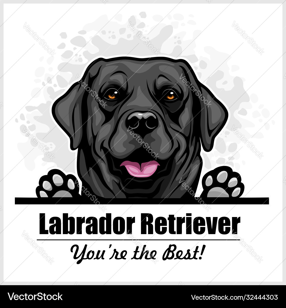 Black labrador - peeking dog head dog Royalty Free Vector