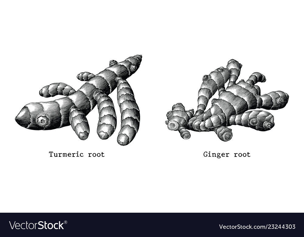 Ginger Rhizome Diagram