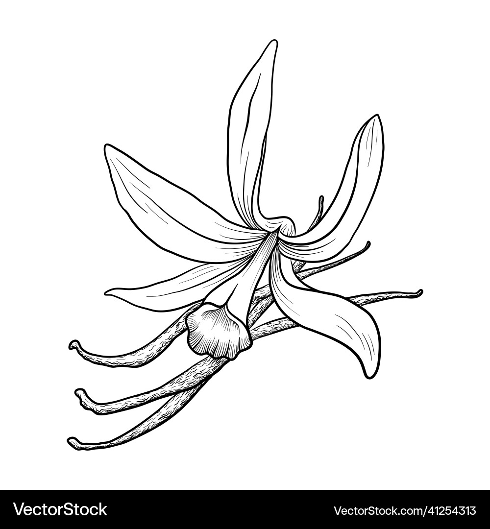 Drawing flower of vanilla Royalty Free Vector Image