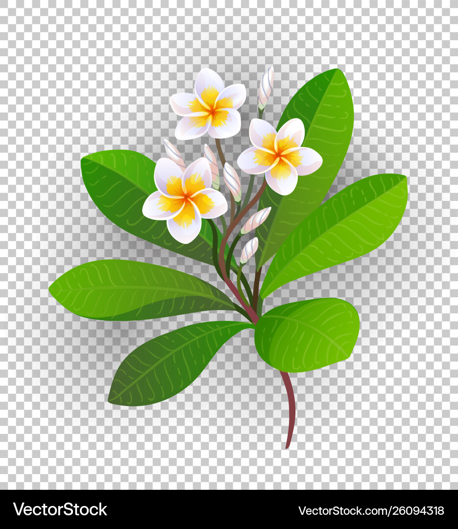 Blooming Plumeria Royalty Free Vector Image Vectorstock