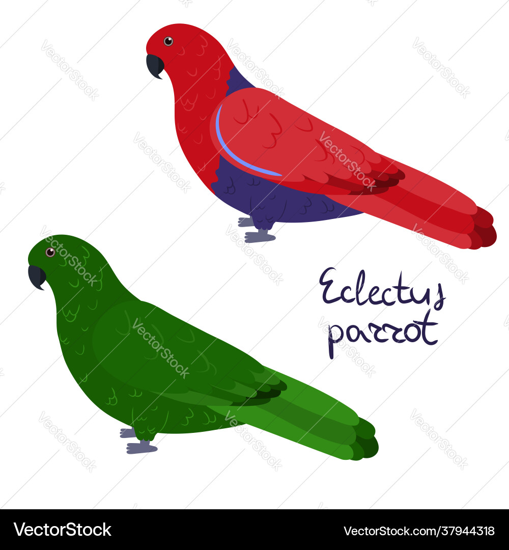Eclectus parrot in cartoon style on white Vector Image