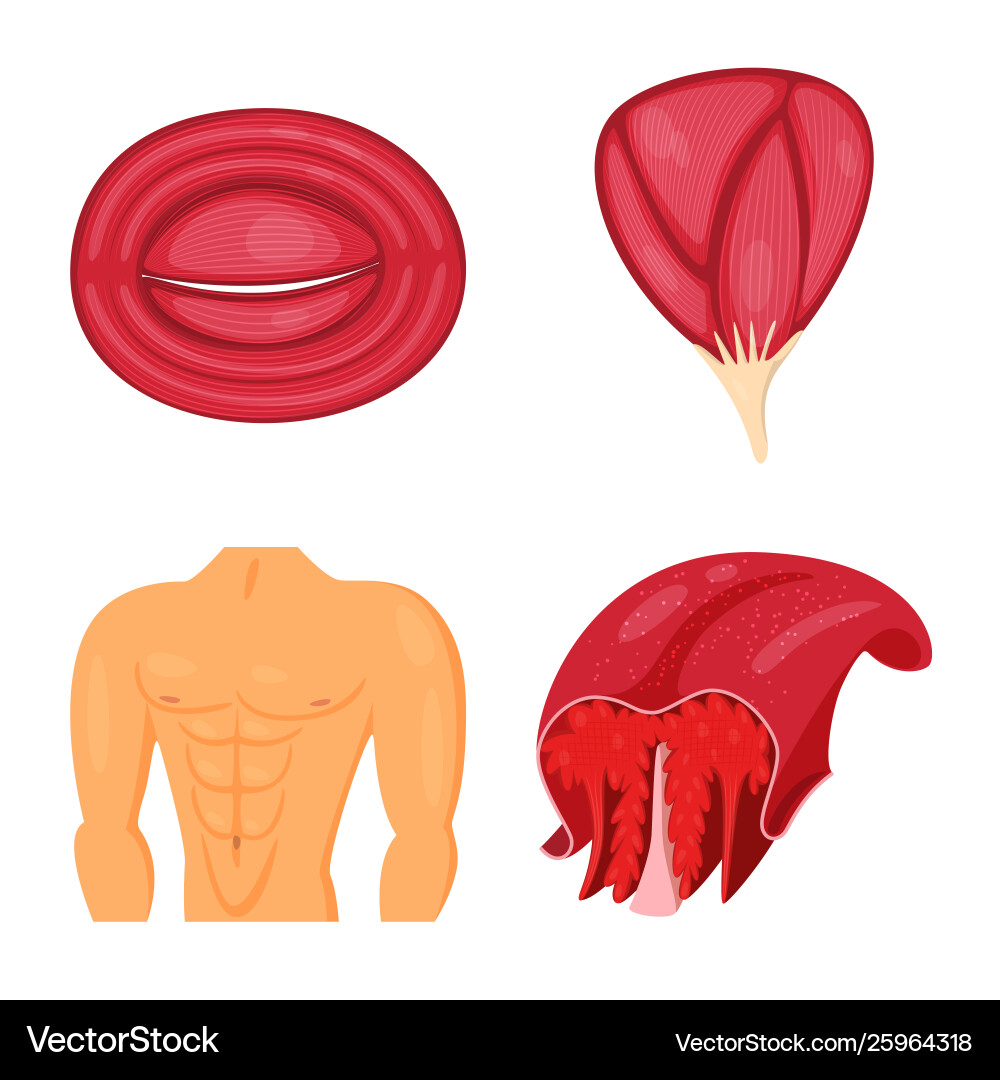 Isolated object muscle and cells sign Royalty Free Vector