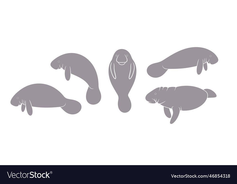 Manatee Royalty Free Vector Image - VectorStock