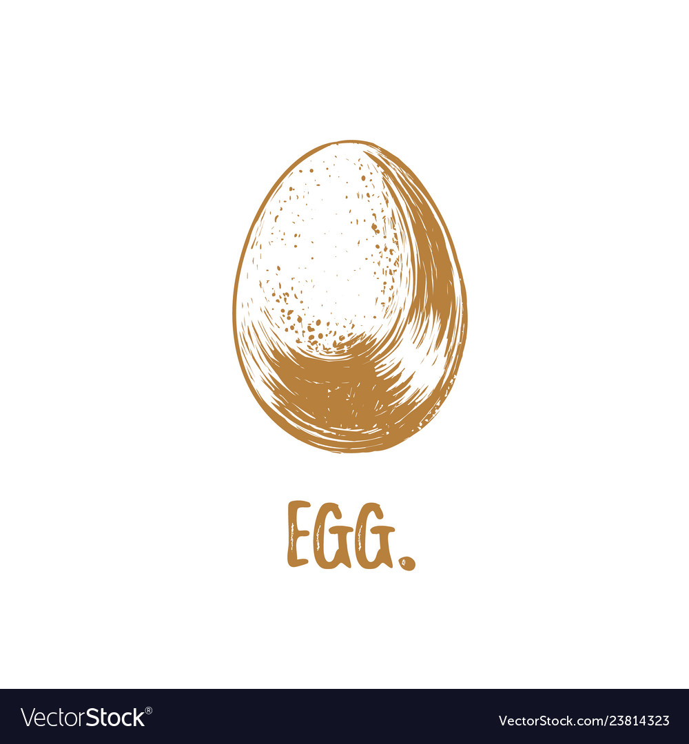 Egg Royalty Free Vector Image - VectorStock