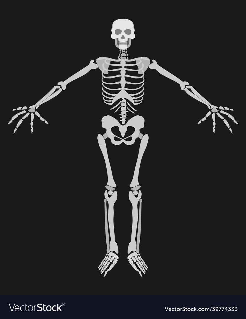 Update More Than 80 Human Body Skeleton Sketch Latest Seven edu vn
