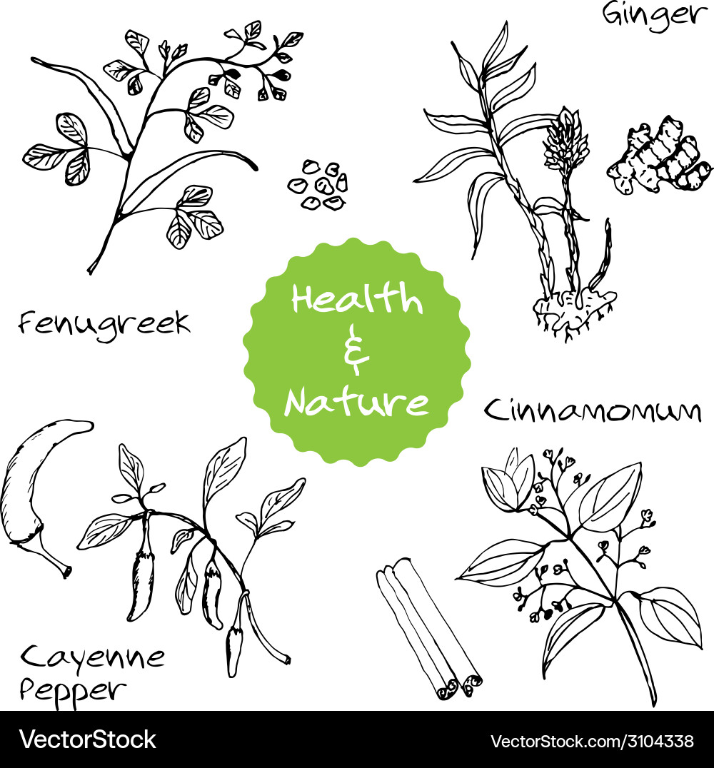 Handdrawn set - health and nature Royalty Free Vector Image