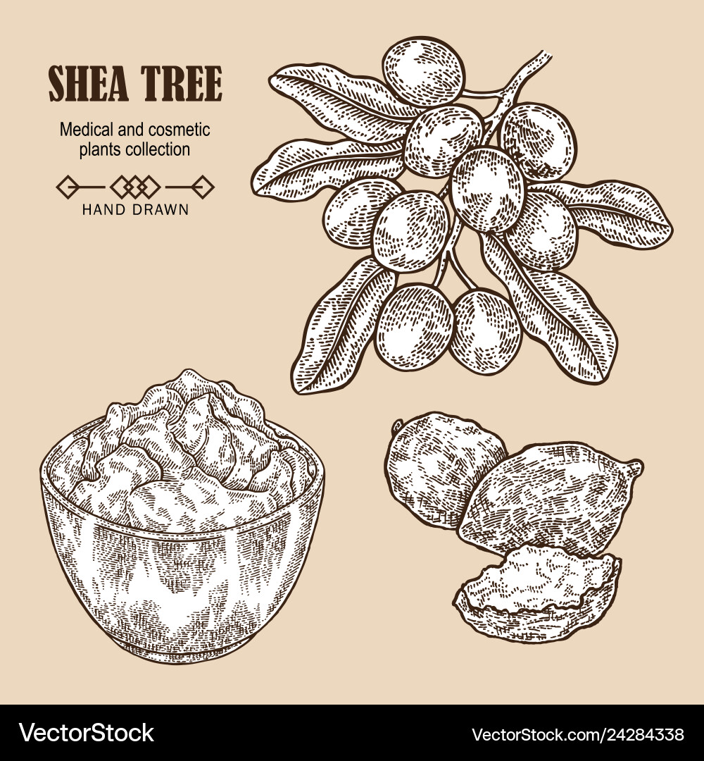 Shea tree branch nuts and butter in sketch Vector Image
