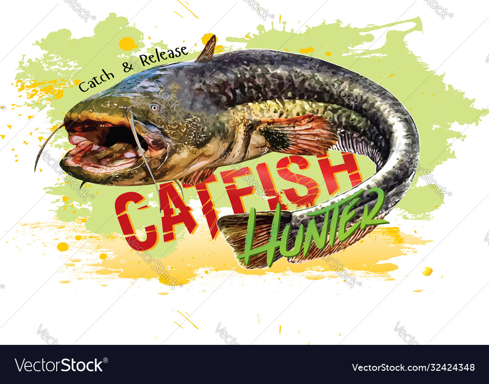 Catfish Royalty Free Vector Image - VectorStock