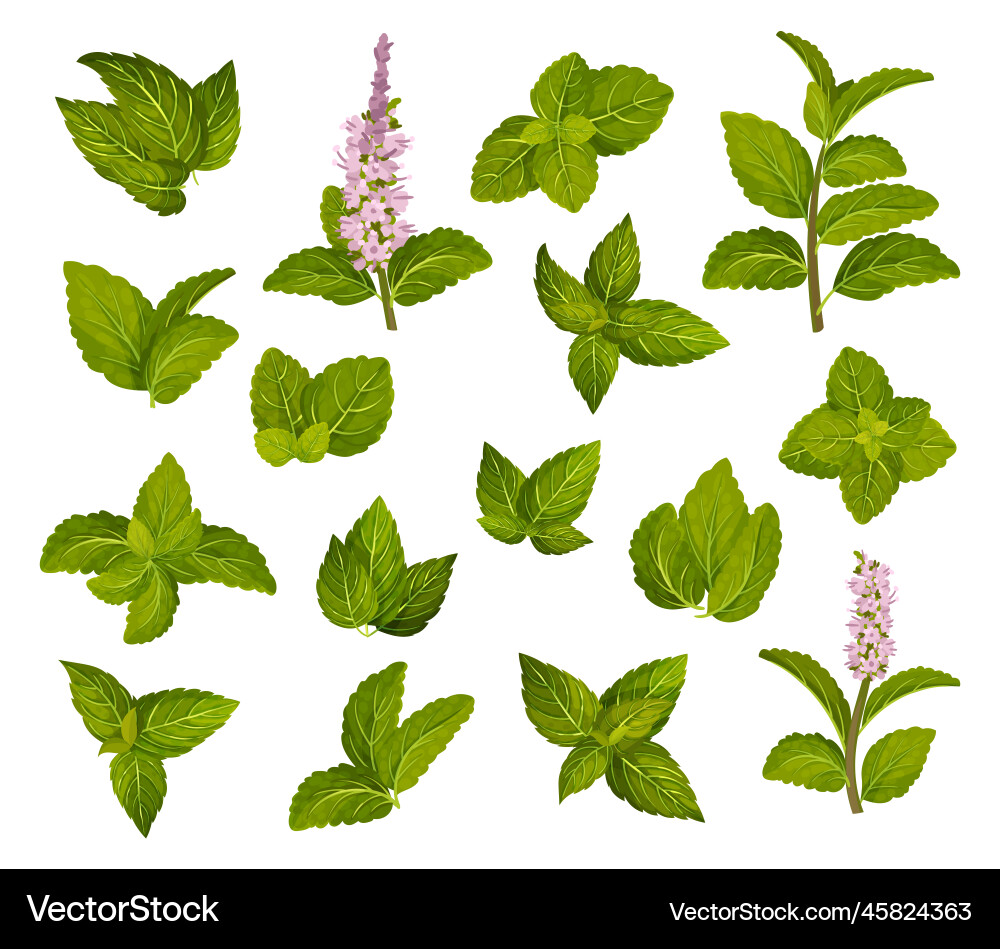Green mint leaves on white background as aromatic Vector Image