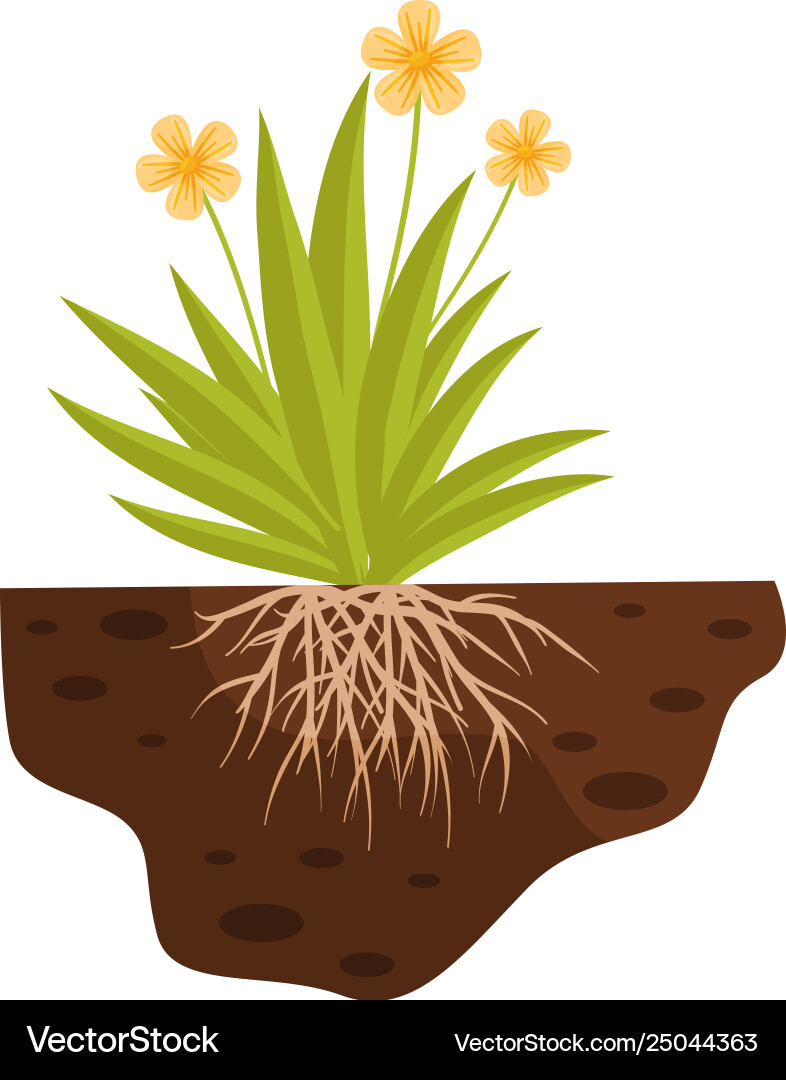 Yellow flower with roots in ground Royalty Free Vector Image