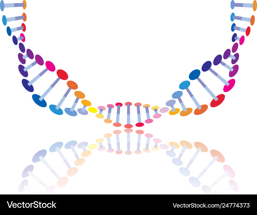 Dna chain with curve science colorful icon Vector Image