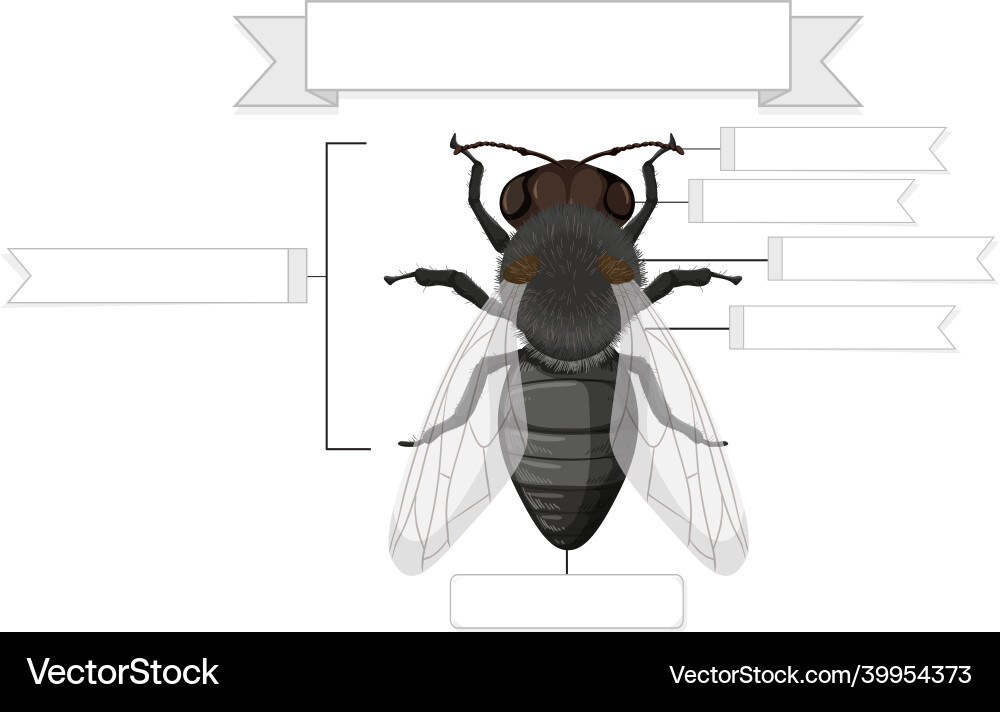 External anatomy of a fly worksheet Royalty Free Vector