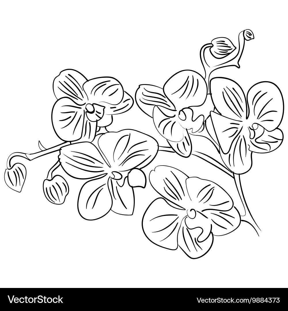 Flowers with bud outline sketch Royalty Free Vector Image
