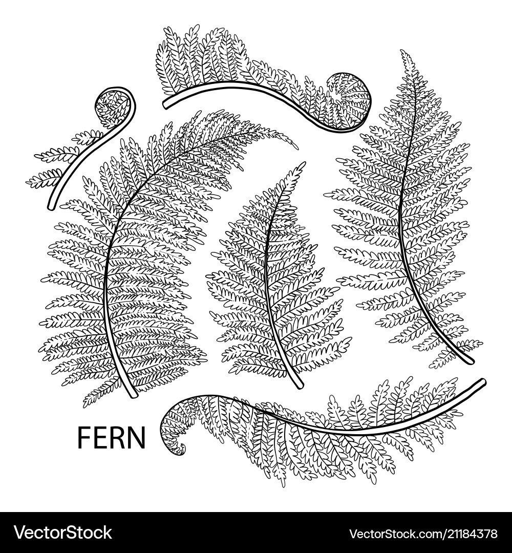 Graphic fern leaves Royalty Free Vector Image - VectorStock