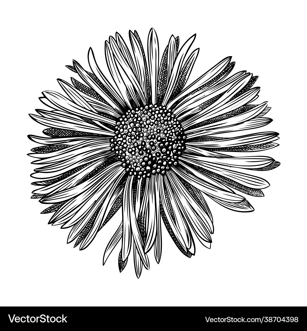 Hand-sketched aster flower botanical drawing Vector Image