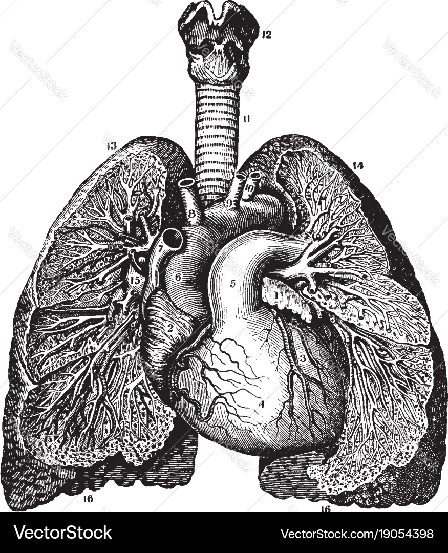 Relative position heart and lungs vintage Vector Image