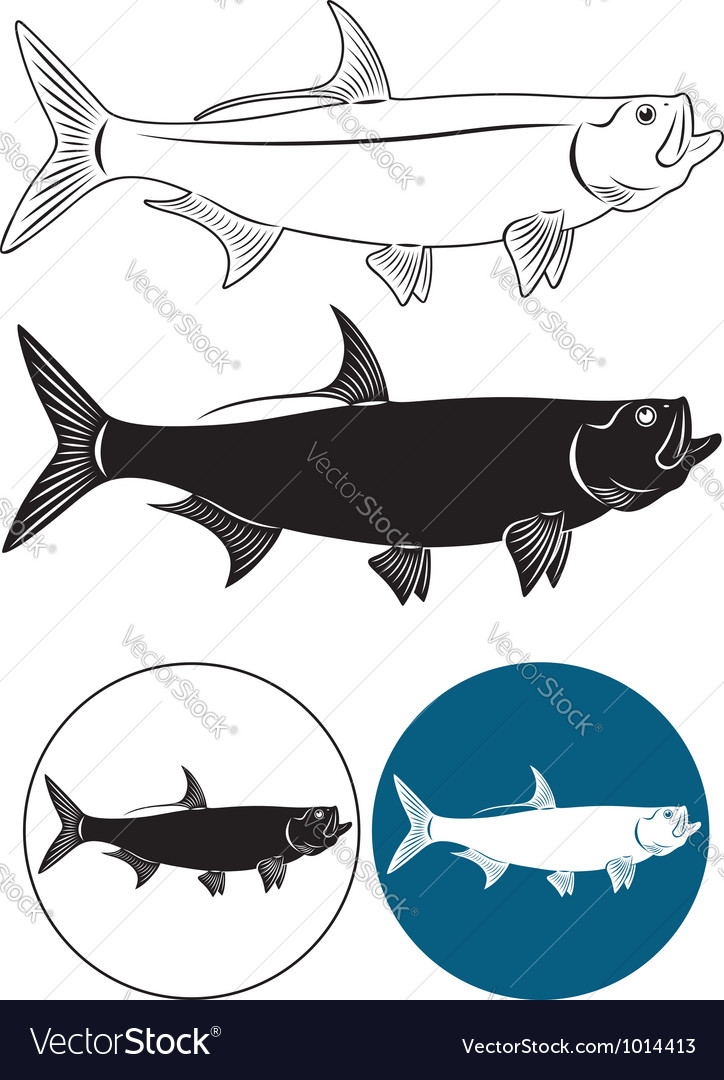Tarpon Royalty Free Vector Image - VectorStock