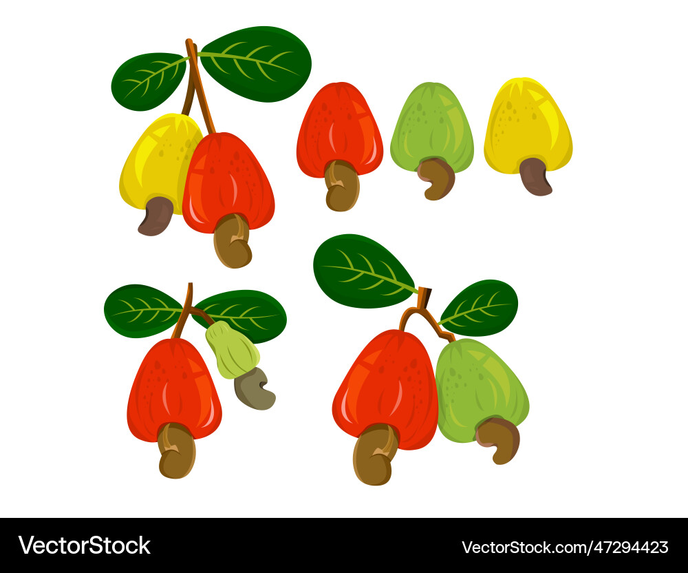 Cashew and leaves element design nut sign Vector Image
