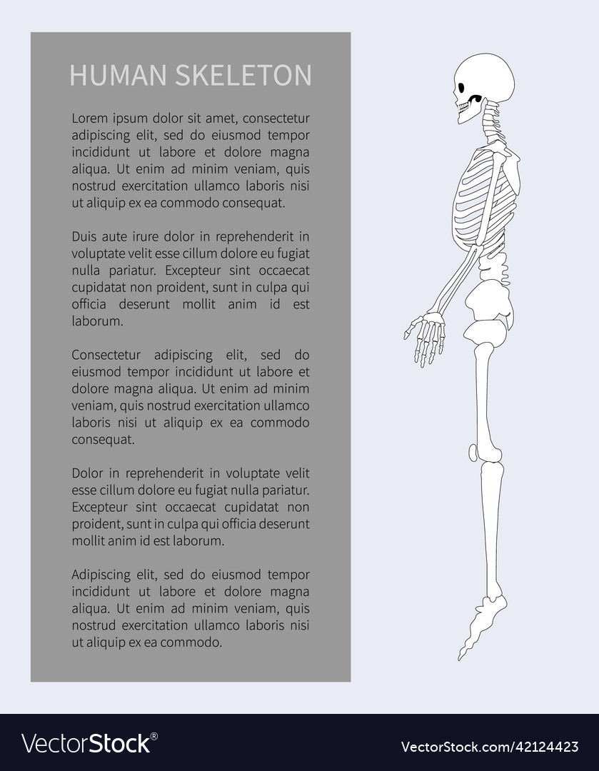 Human skeleton system poster Royalty Free Vector Image