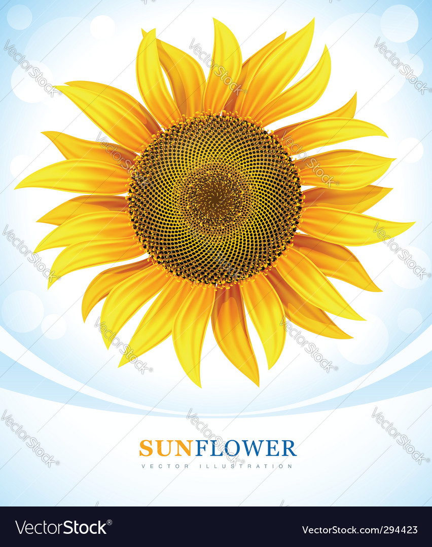 Sunflower Royalty Free Vector Image - VectorStock
