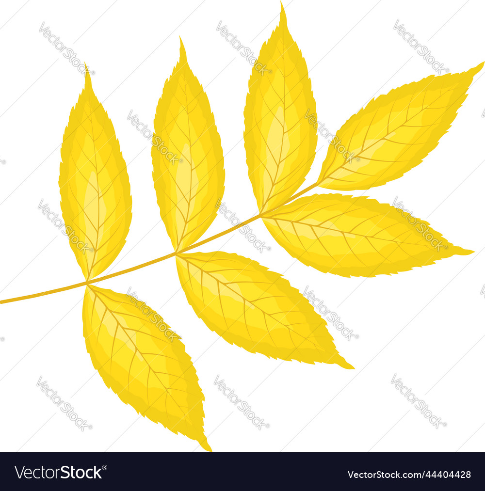 Ash-tree leaf Royalty Free Vector Image - VectorStock