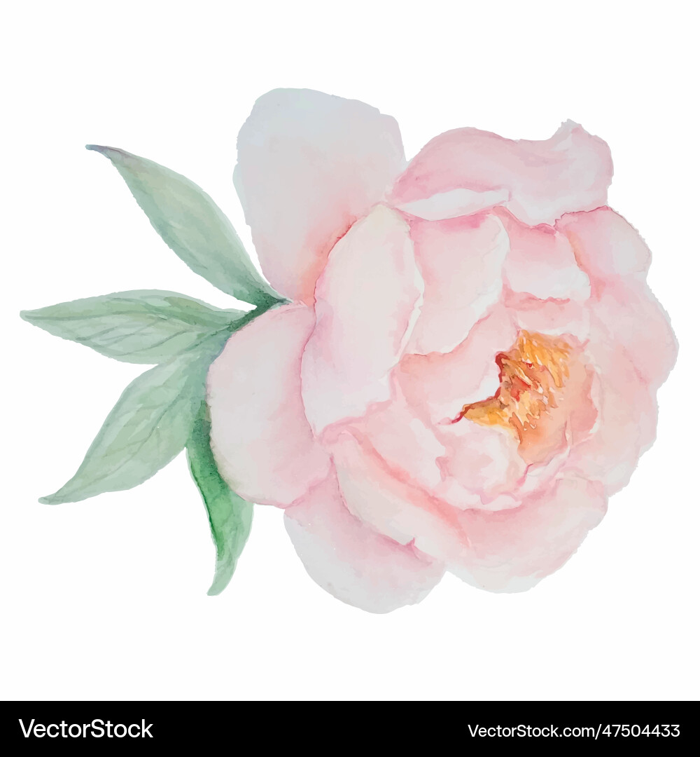 Delicate watercolor pink flower Royalty Free Vector Image