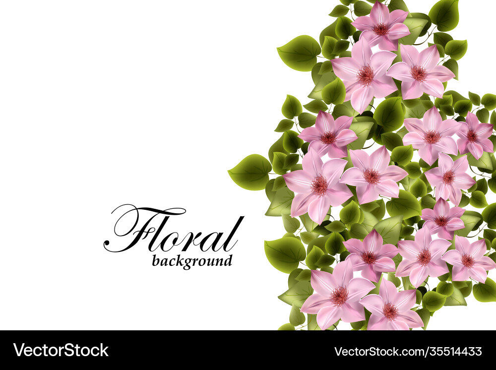 Floral background pink clematis flowers Royalty Free Vector