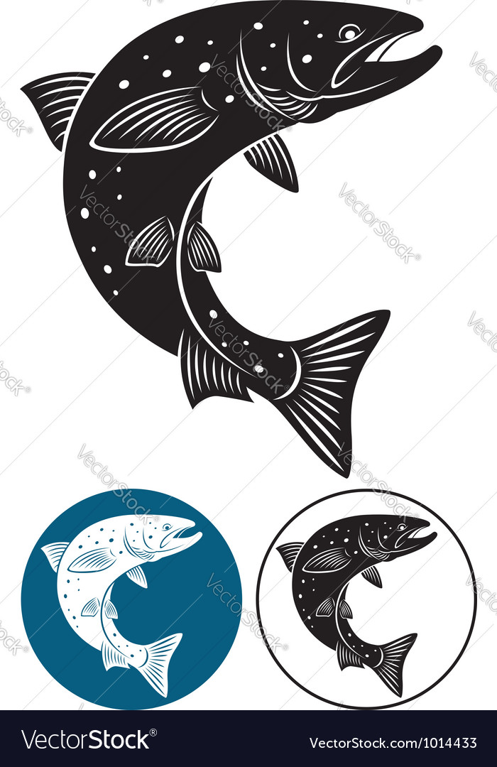 Salmon Royalty Free Vector Image - VectorStock