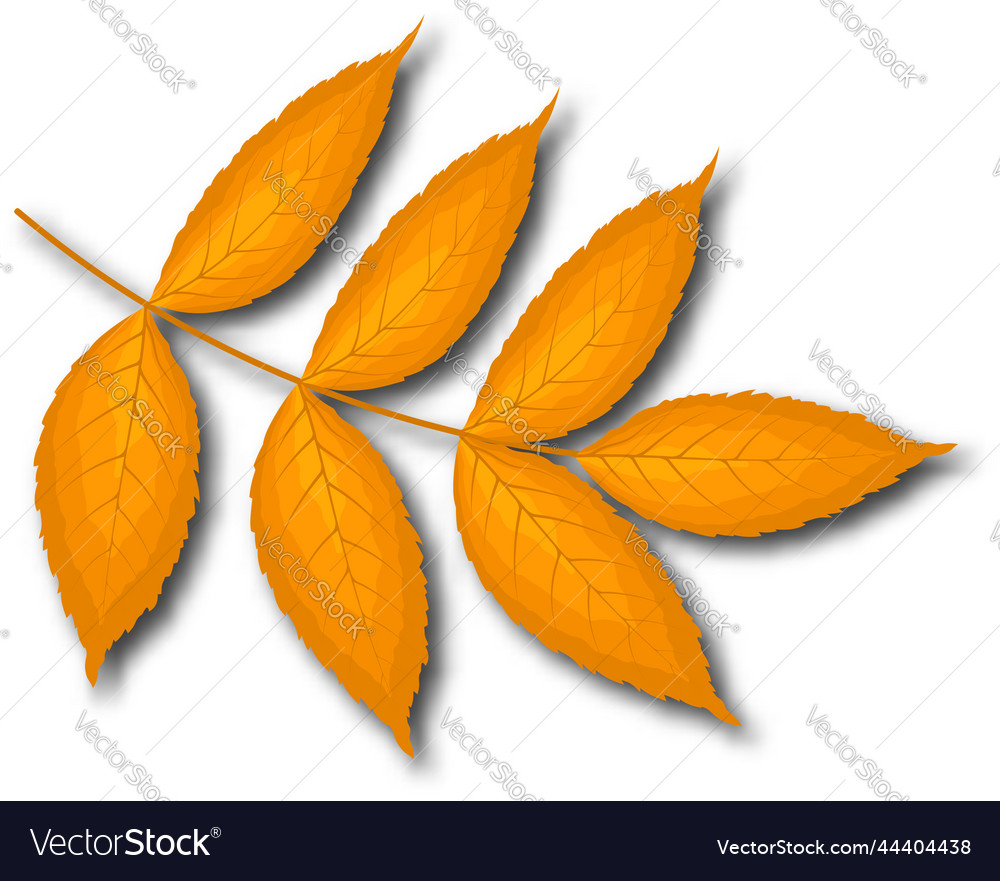 Ash-tree leaf Royalty Free Vector Image - VectorStock