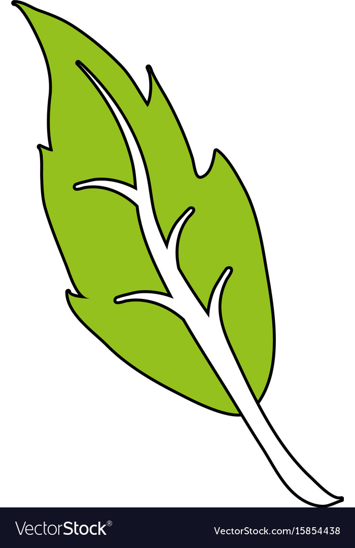 Leaf Royalty Free Vector Image - VectorStock