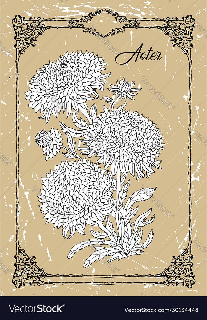 Drawing aster Royalty Free Vector Image - VectorStock