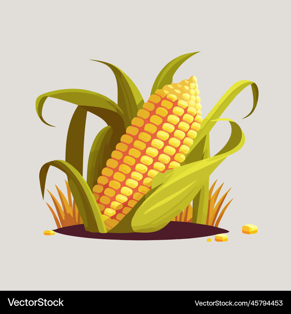 Ripe corn on the cob vegetable food Royalty Free Vector