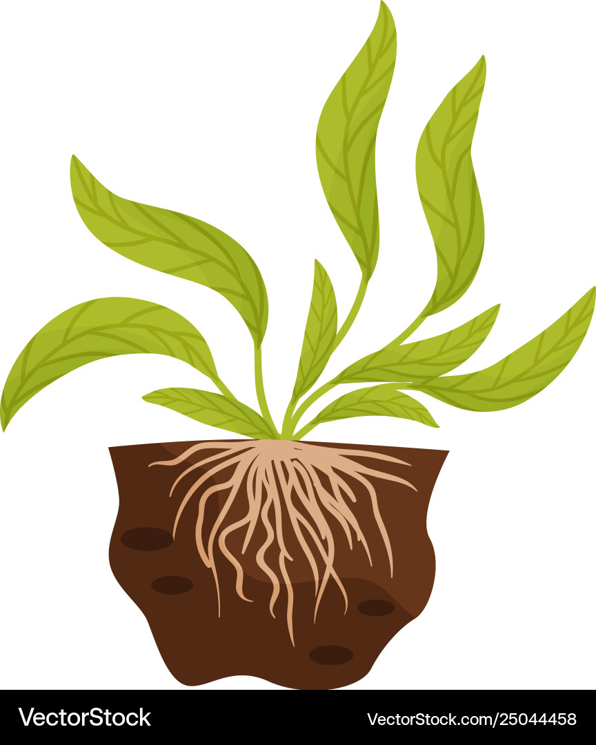 Large leaves with veins root system in the Vector Image