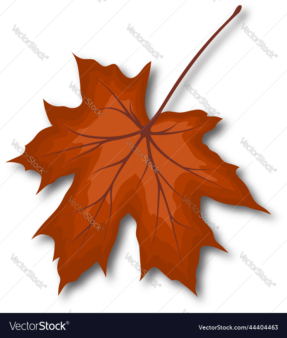 Maple fall leaf Royalty Free Vector Image - VectorStock