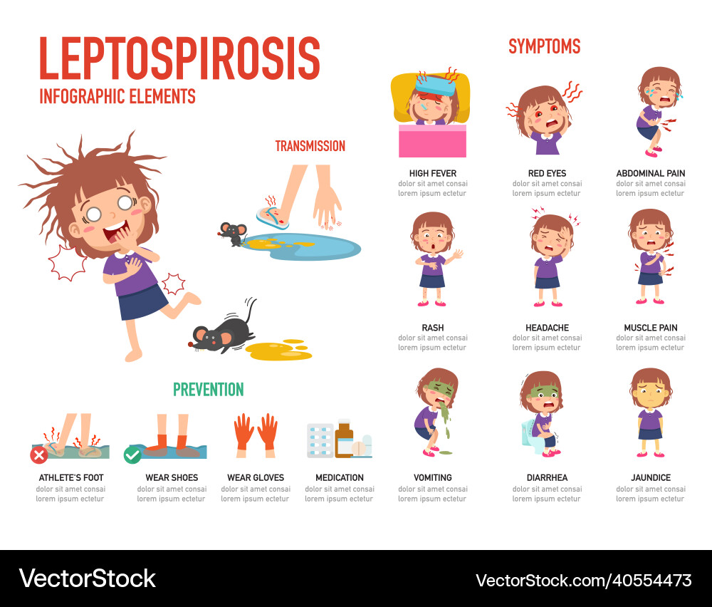 Leptospirosis symptoms and prevention infographic Vector Image