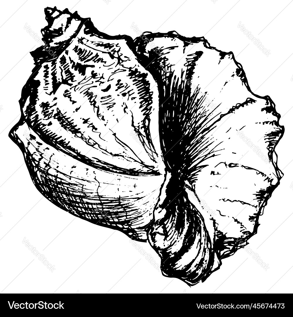 Monochrome sea shell sketched line art Royalty Free Vector