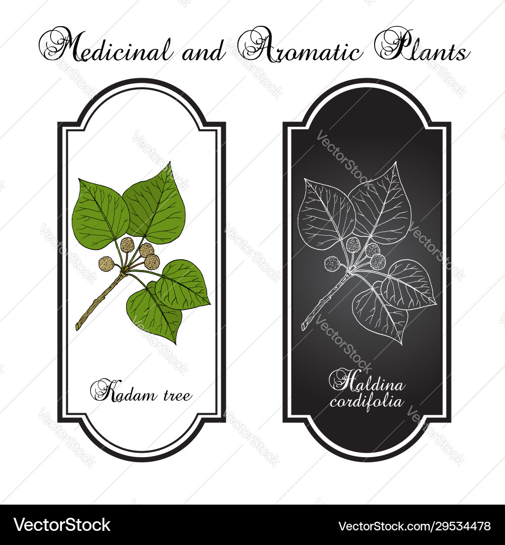 Kadam tree or burflower-tree neolamarckia Vector Image