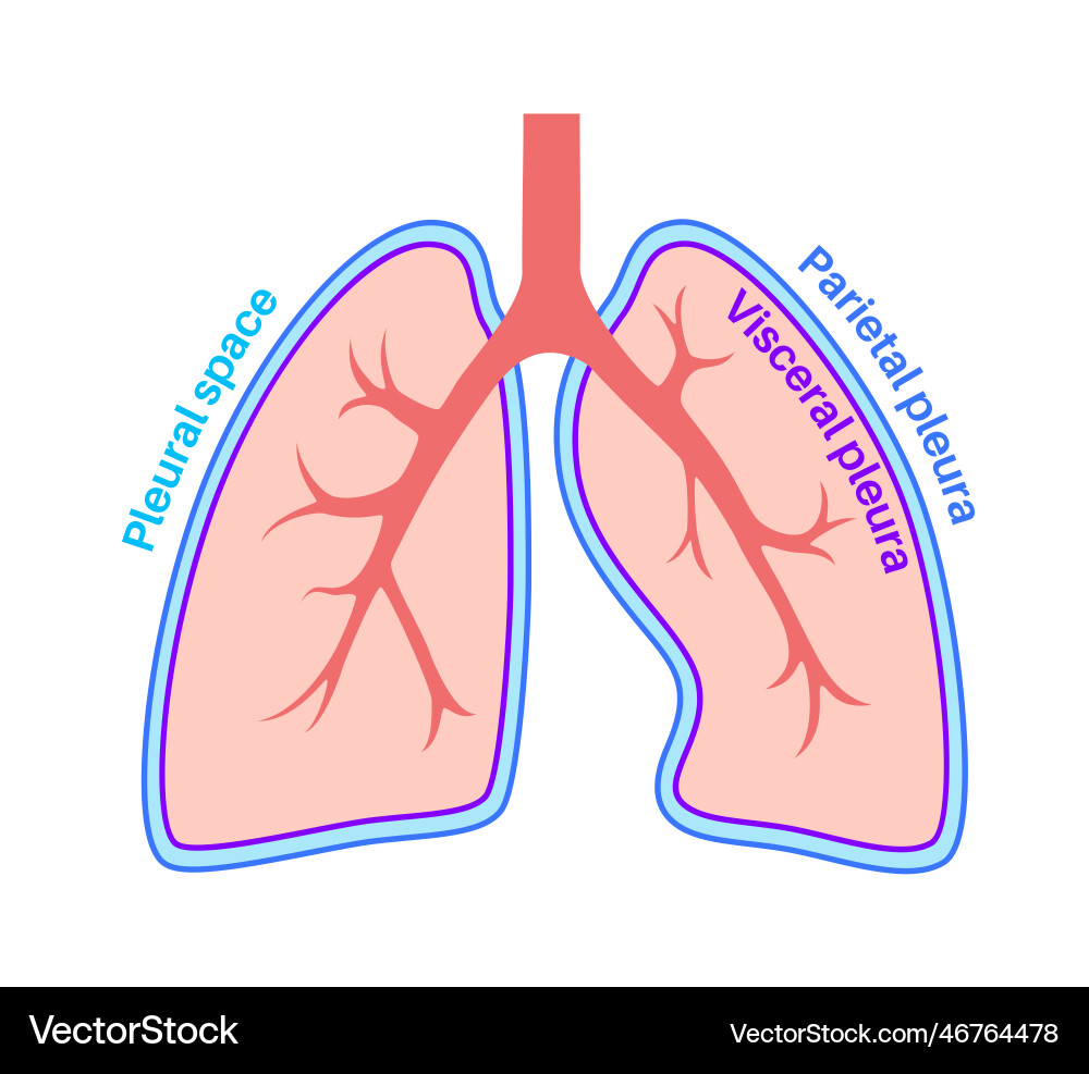 Pleura anatomical poster Royalty Free Vector Image