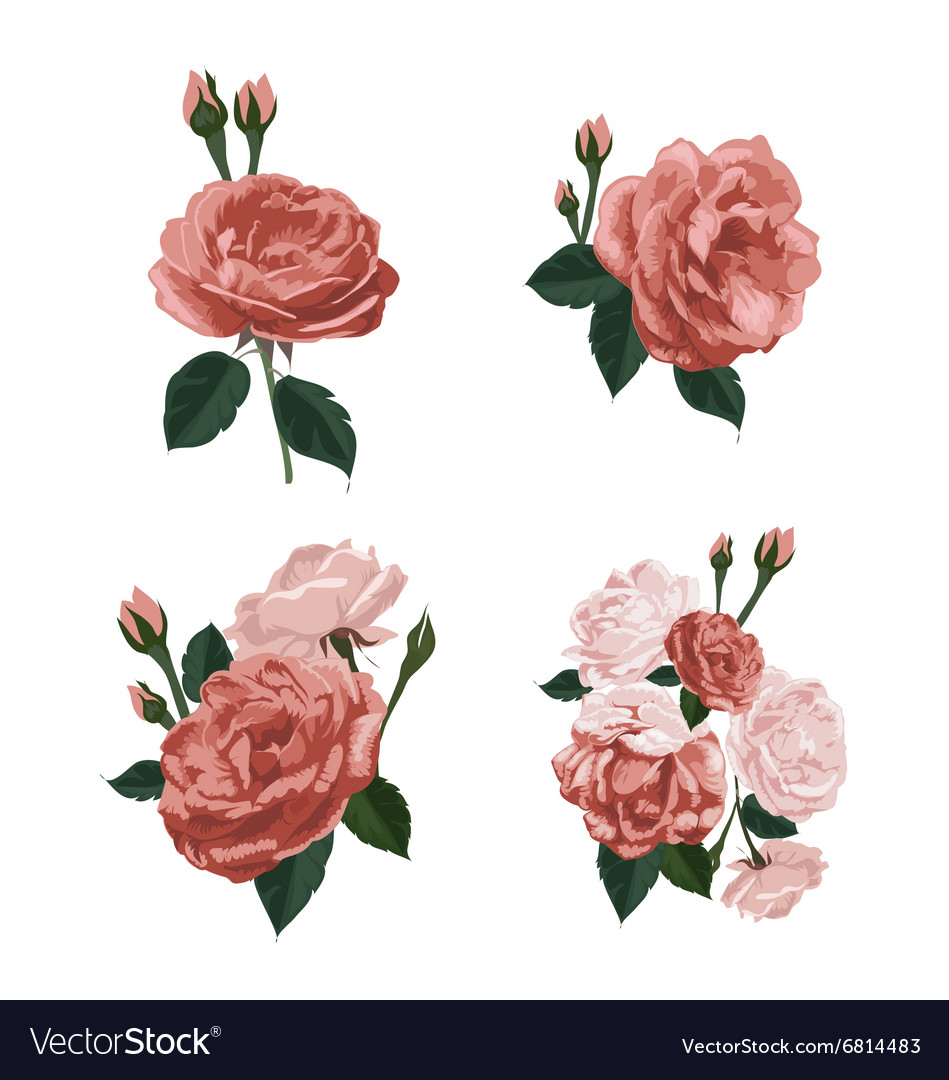 Rose Royalty Free Vector Image - VectorStock