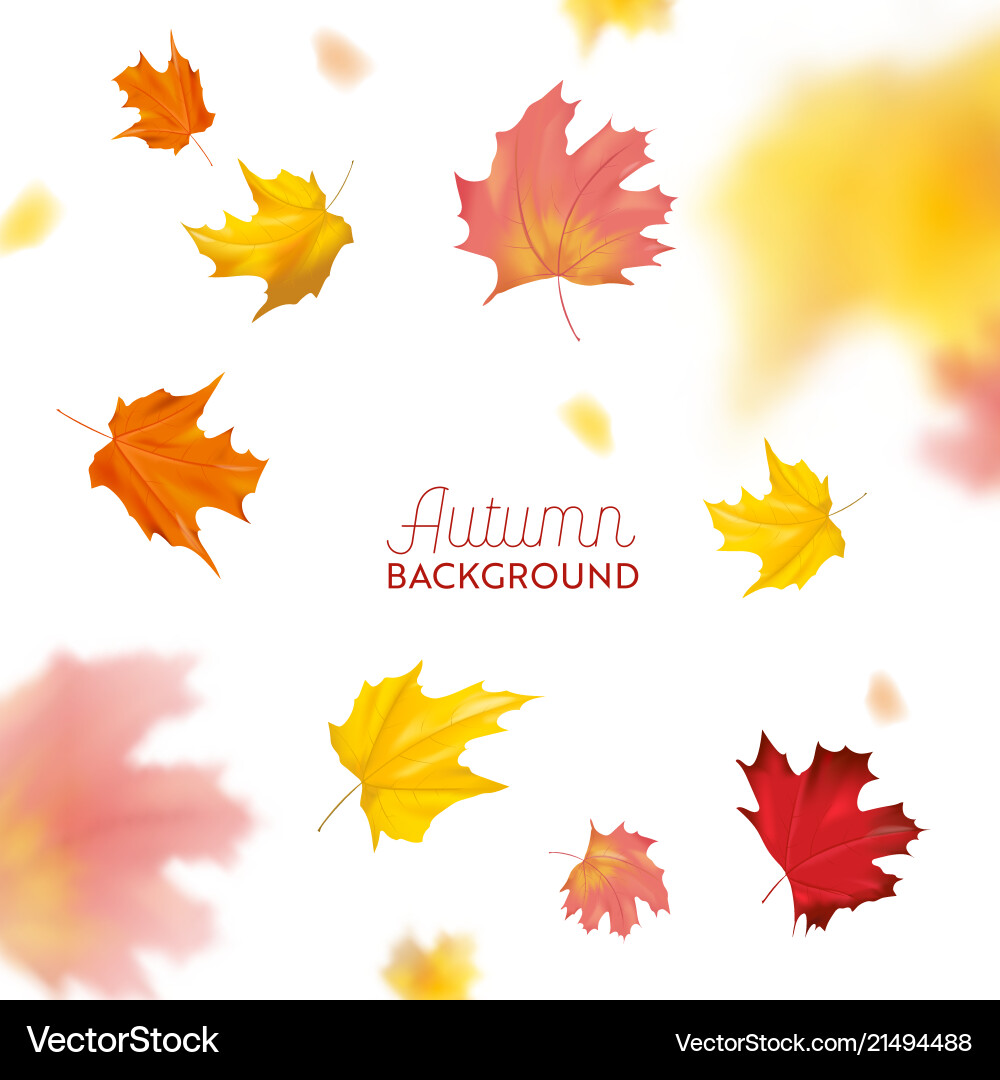 Autumn background with red and yellow maple leaves