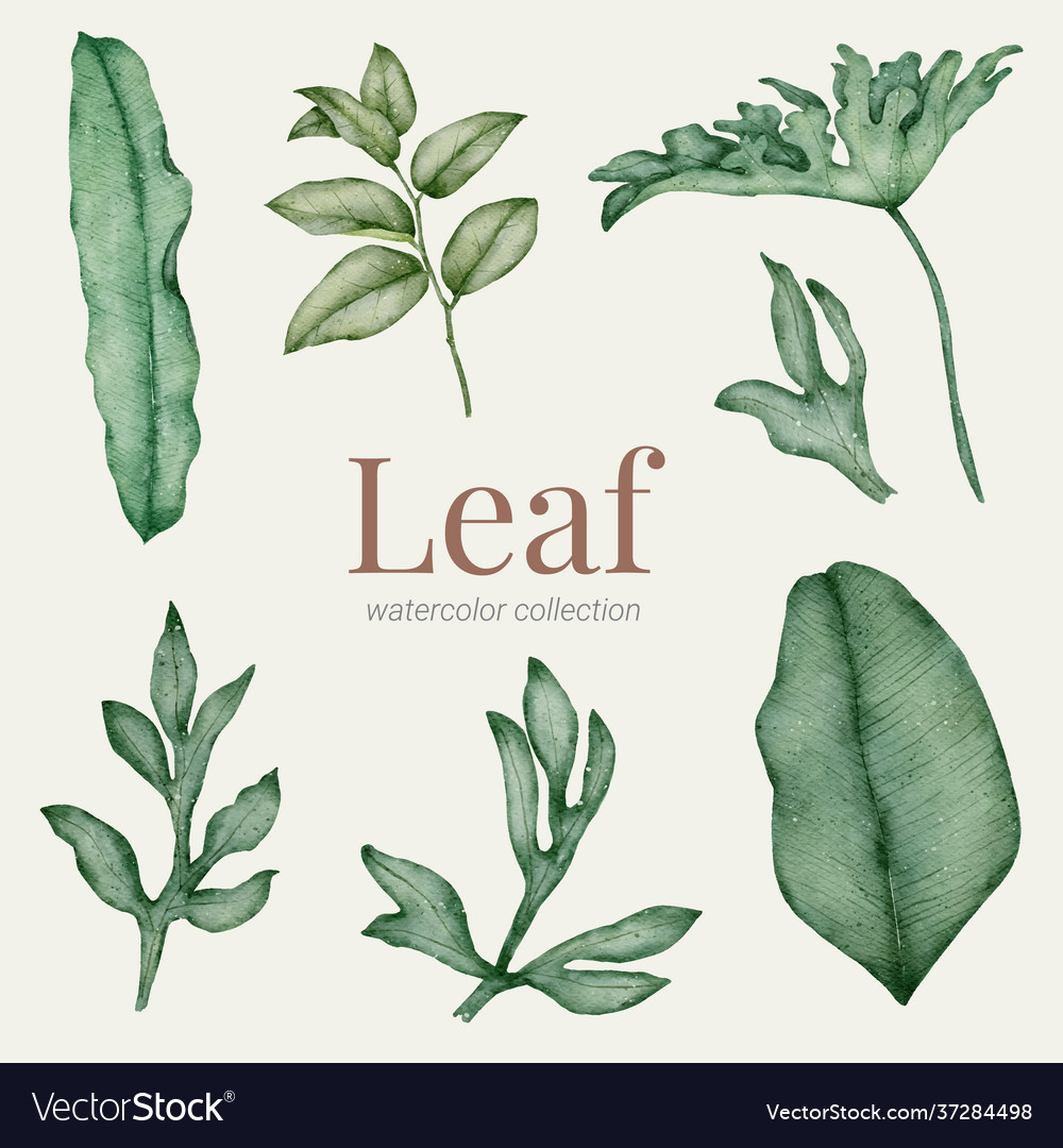 Green leaf hand paint watercolor collection Vector Image