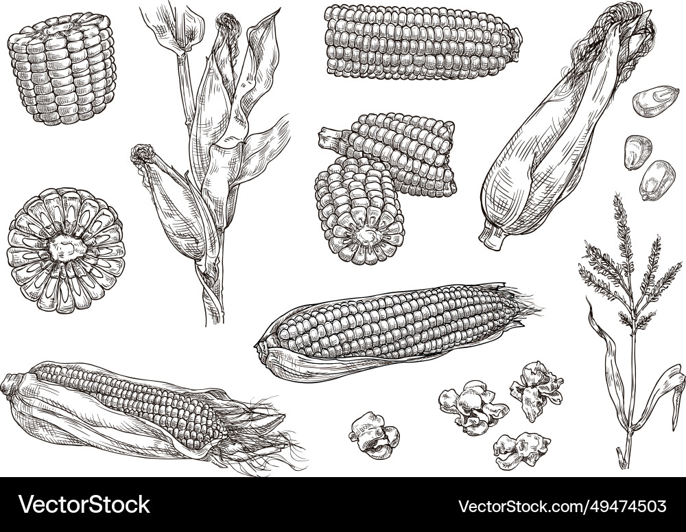 Hand drawn sweet corn maize plant engraving Vector Image