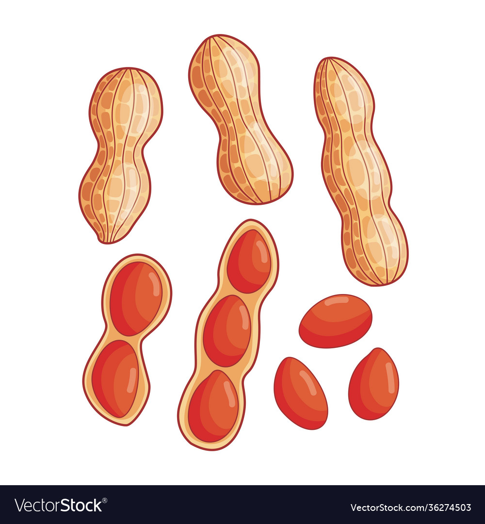 Peanut Royalty Free Vector Image - VectorStock