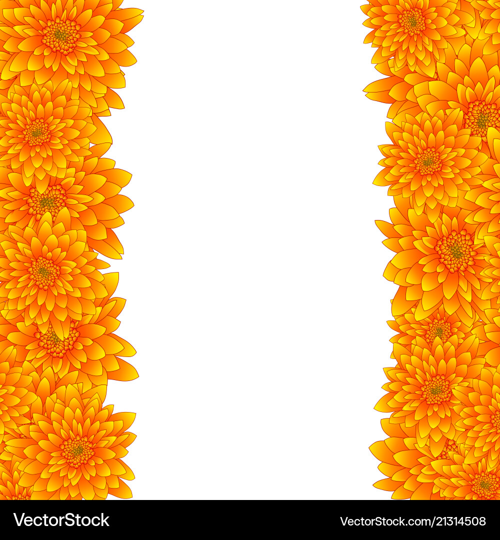 Yellow chrysanthemum border isolated on white Vector Image