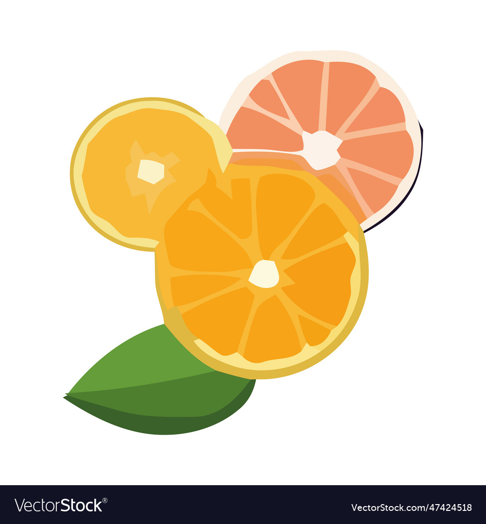 Fresh citrus fruits slices juicy Royalty Free Vector Image