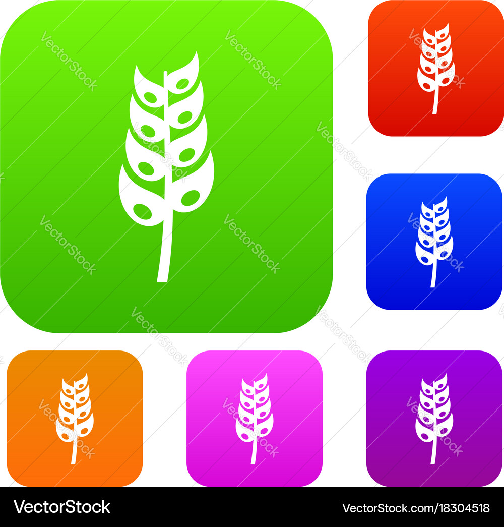 Ripe spica set color collection Royalty Free Vector Image