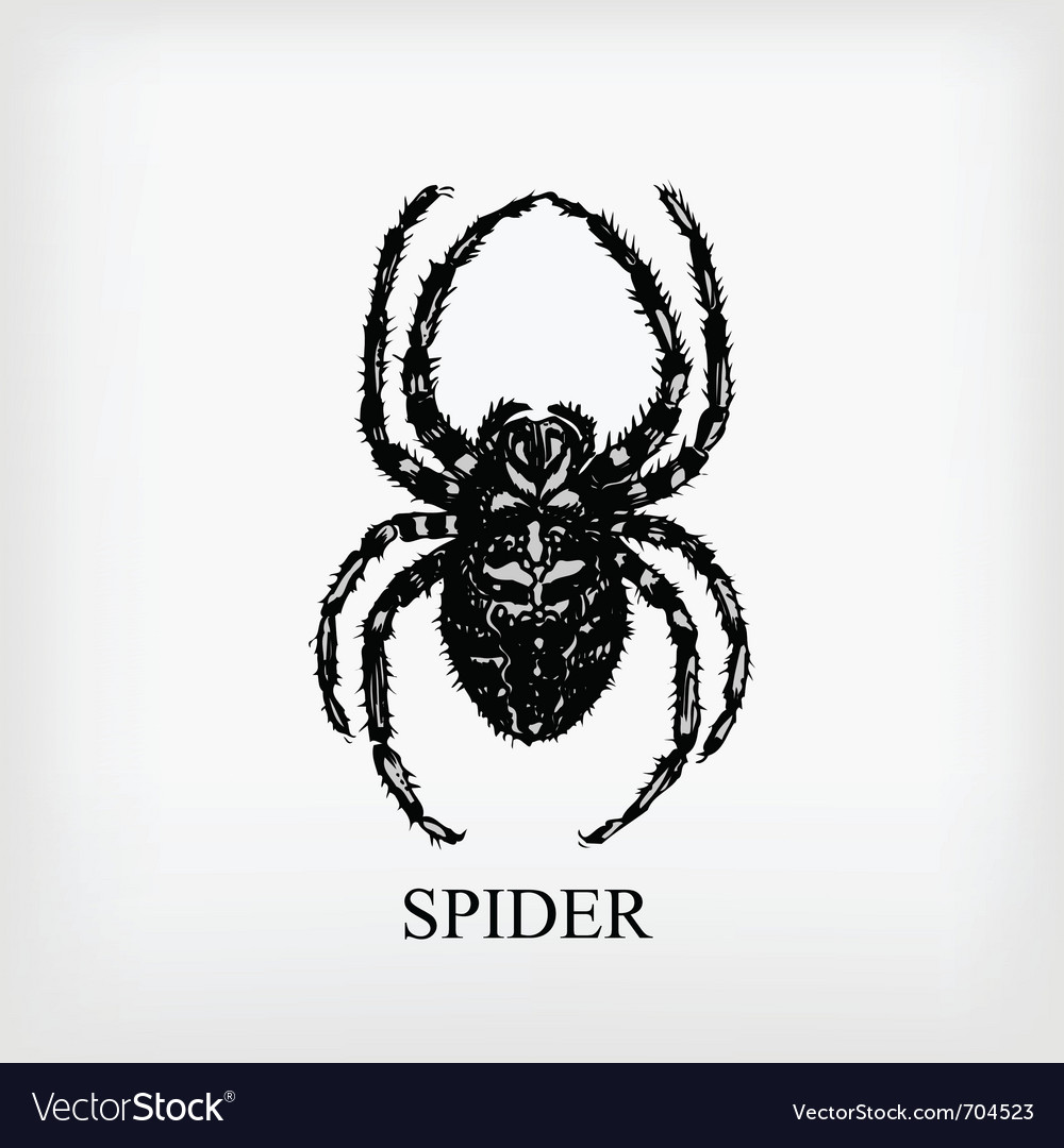 Spider Royalty Free Vector Image - VectorStock
