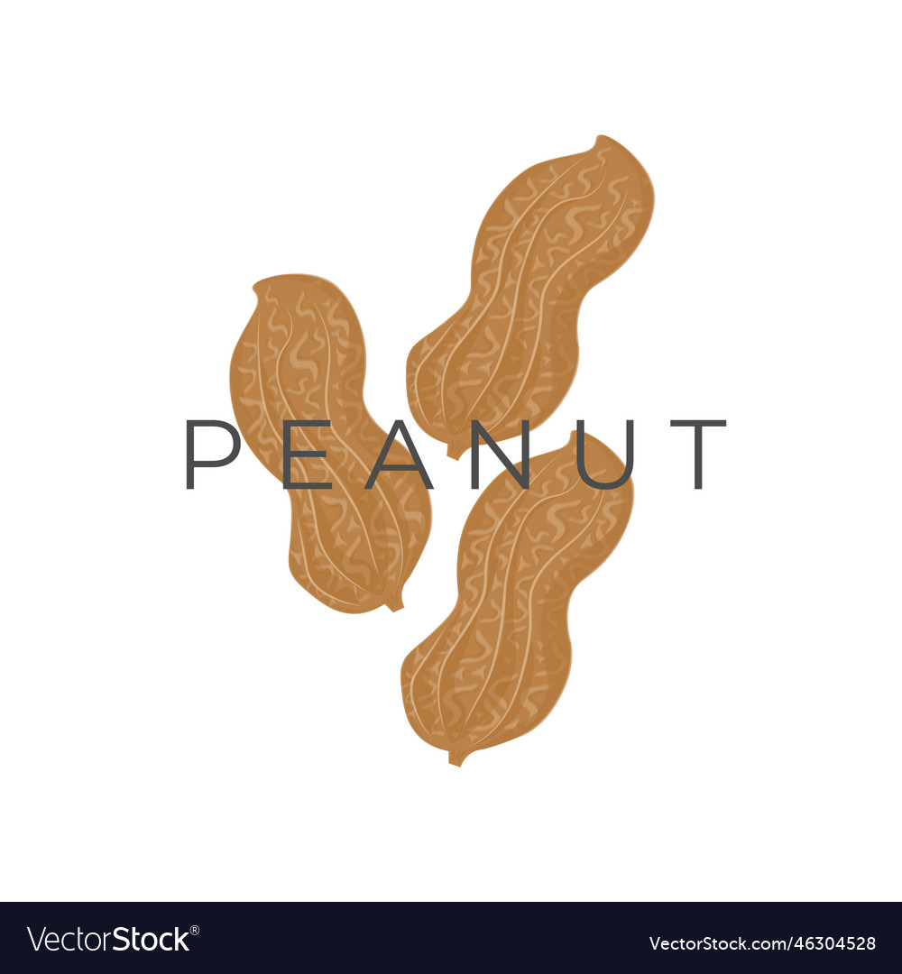 Simple peanut logo Royalty Free Vector Image - VectorStock